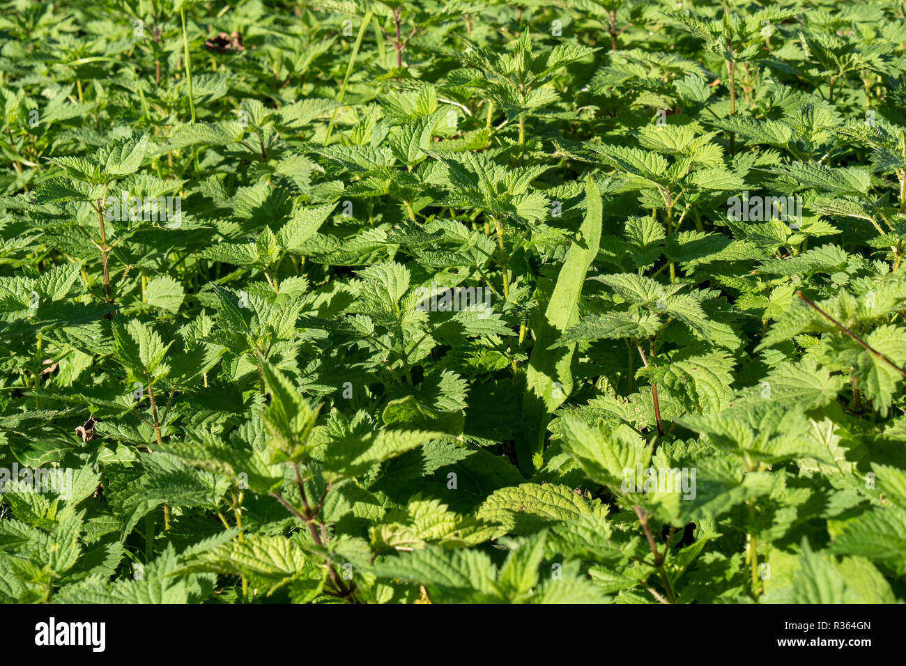Field of nettles hi-res stock photography and images - Alamy