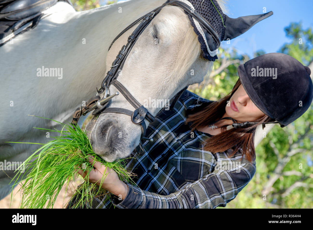 a young woman giving grass to horse Stock Photo - Alamy