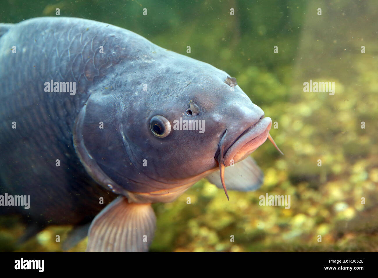 Carp is an atracine fish for the angler Stock Photo - Alamy