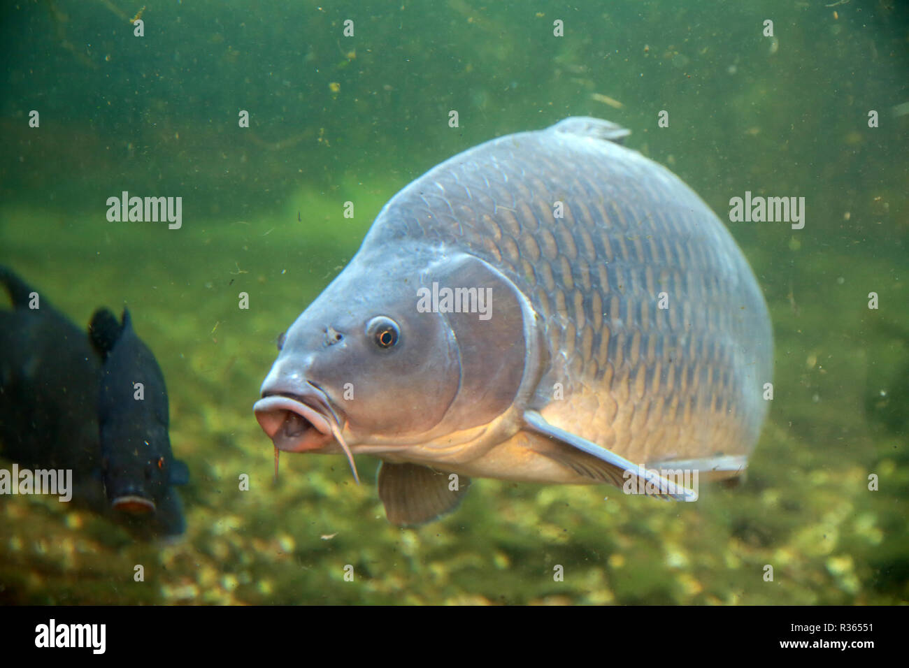 Carp is an atracine fish for the angler Stock Photo - Alamy