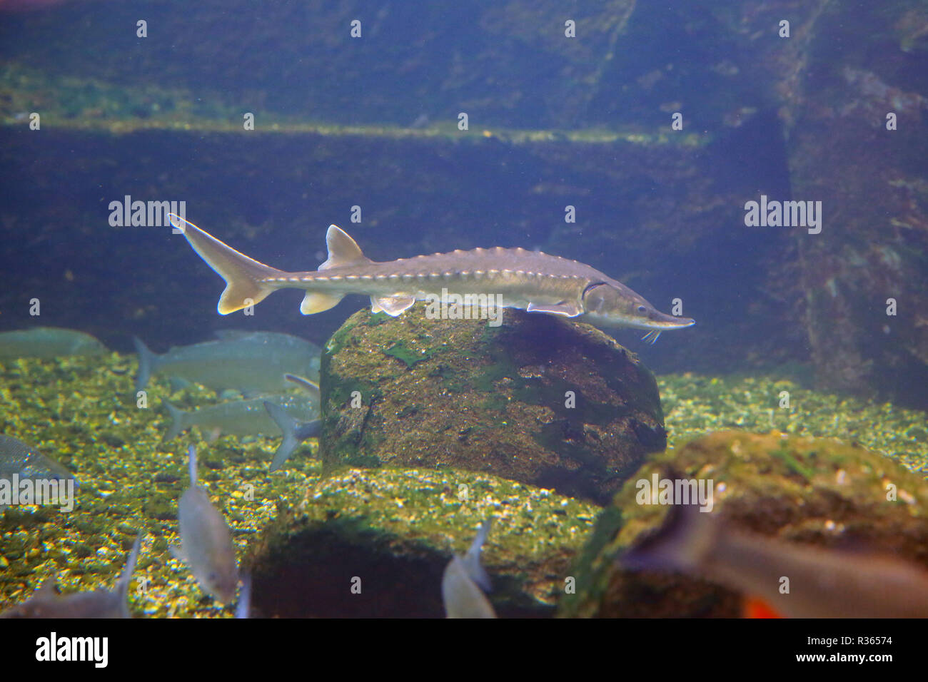 Lake sturgeon hi-res stock photography and images - Alamy