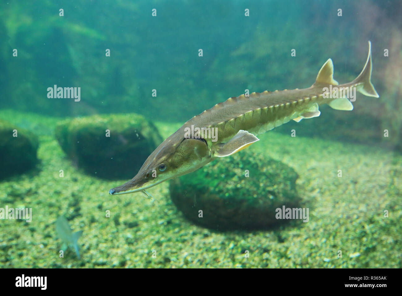 Lake sturgeon hi-res stock photography and images - Alamy