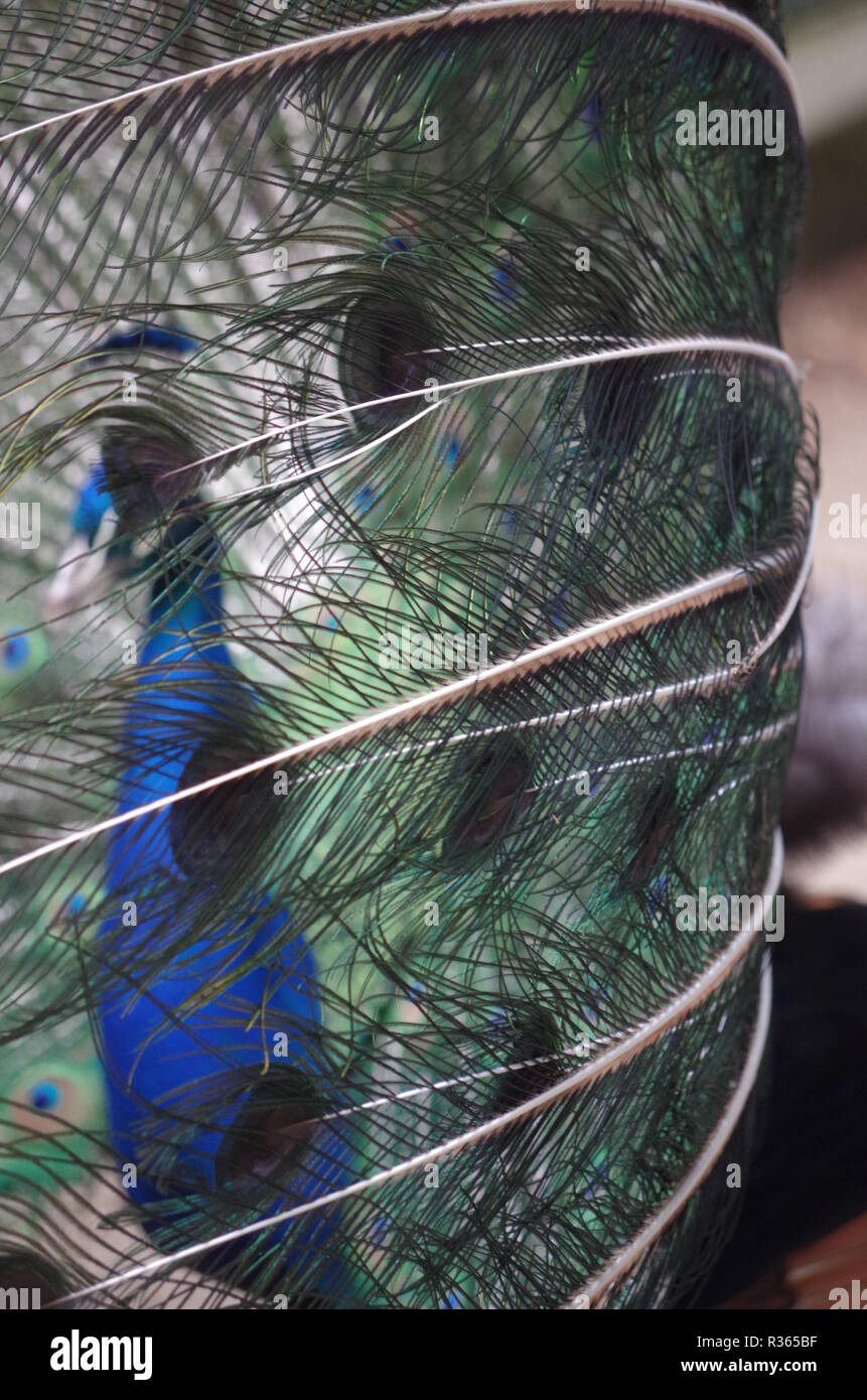 Peacock court hi-res stock photography and images - Alamy