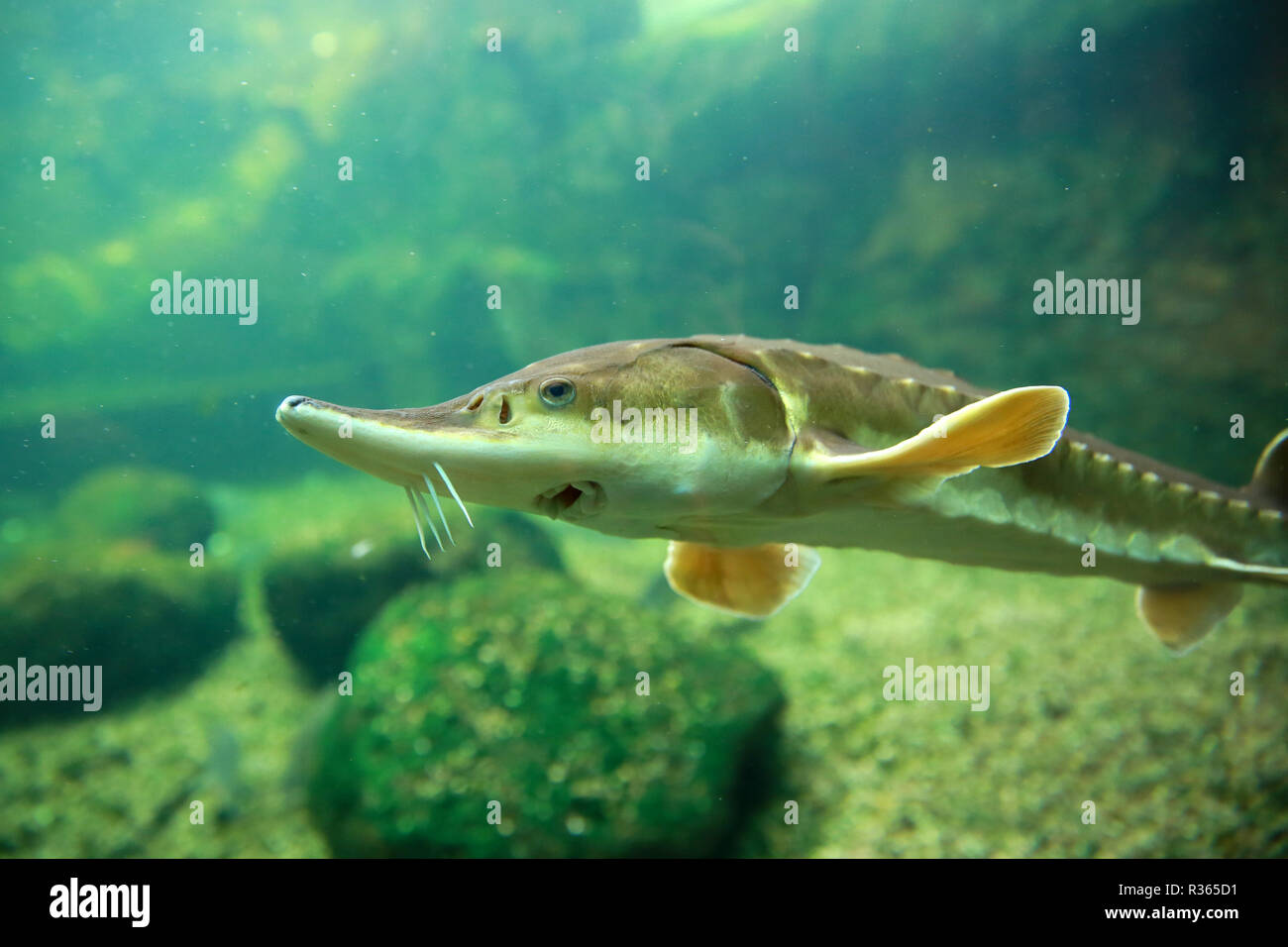 Lake sturgeon hi-res stock photography and images - Alamy