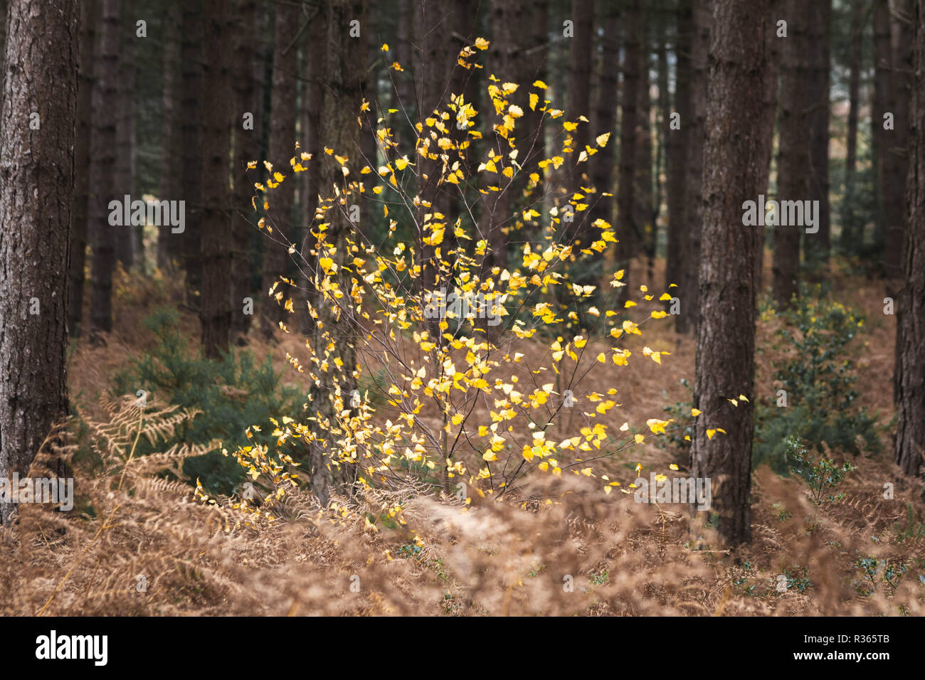 Autumn in the pine forest of Upham Plantation, East Devon, South West ...