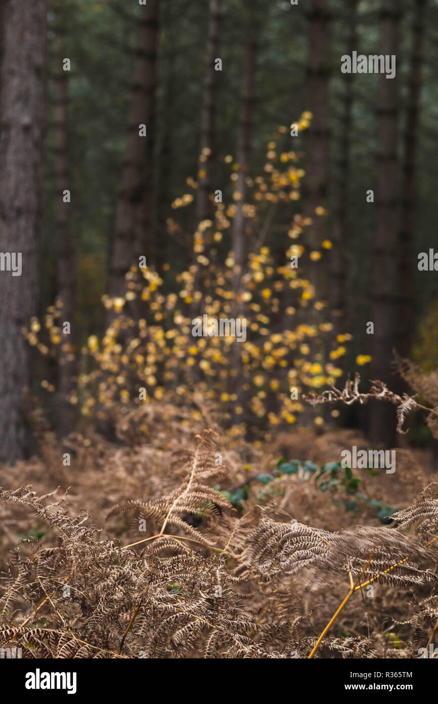 Autumn in the pine forest of Upham Plantation, East Devon, South West ...