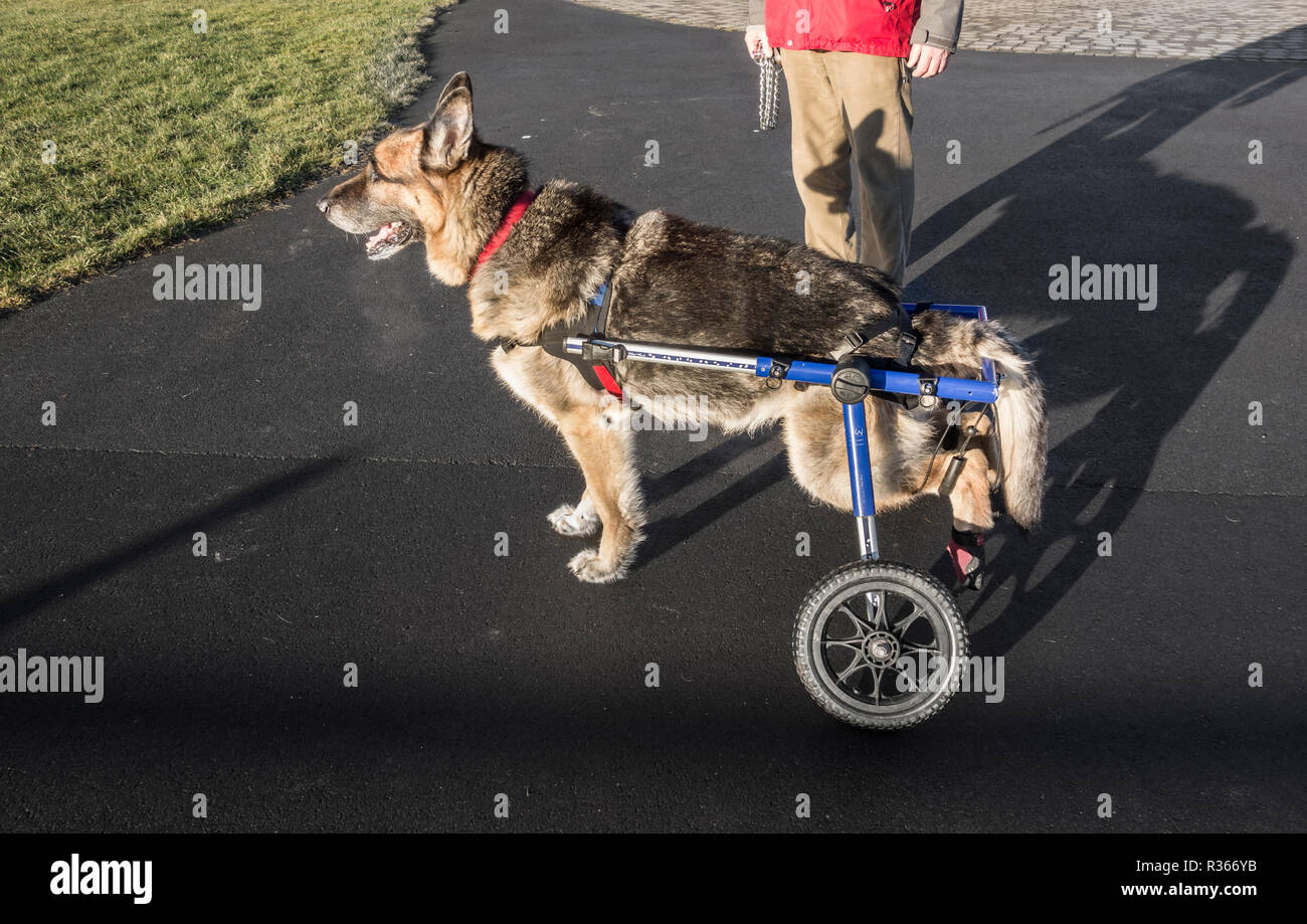 Disabled dog using wheeled harness/ frame Stock Photo - Alamy