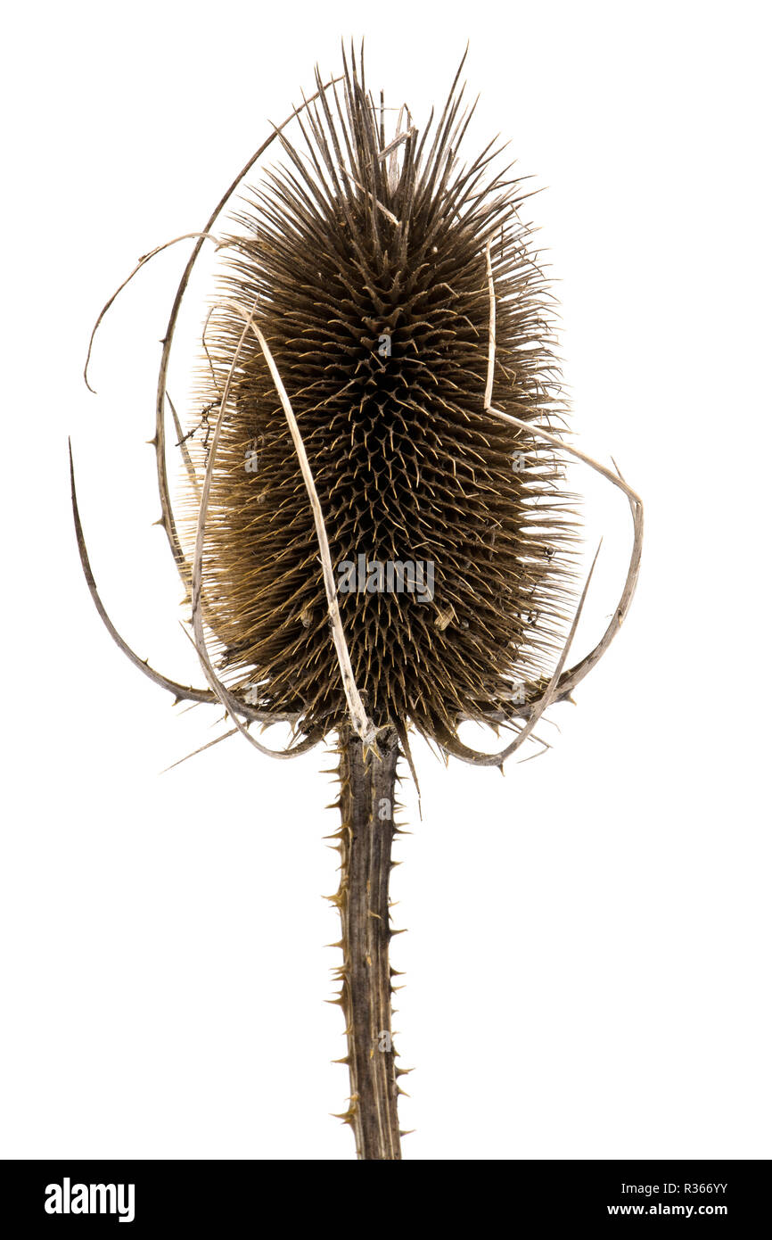Thistle view hi-res stock photography and images - Alamy