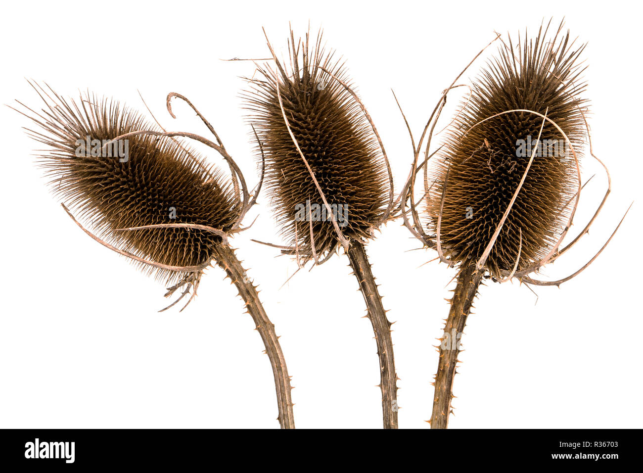 Studio thistle Cut Out Stock Images & Pictures - Alamy