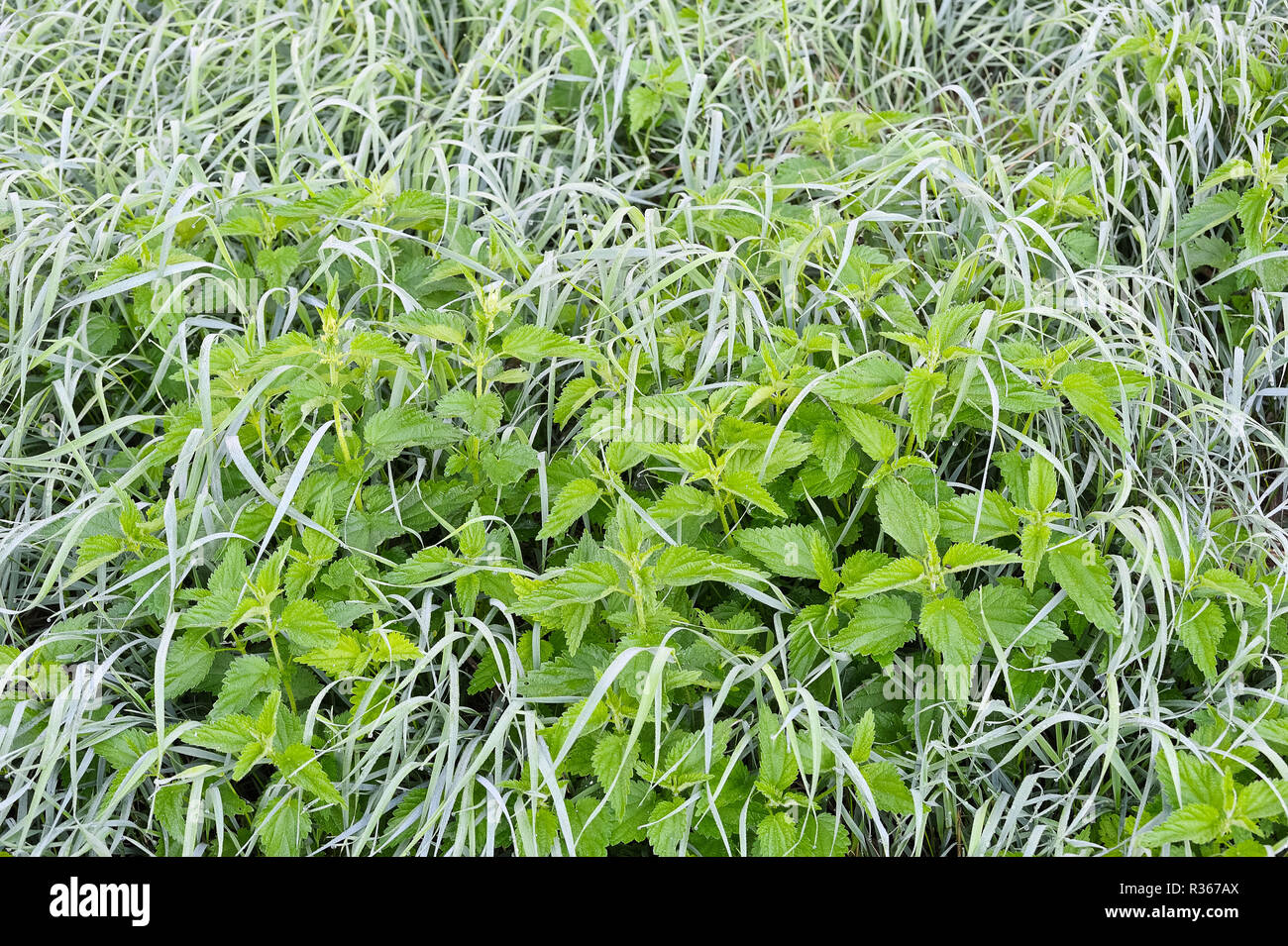 Itch weed hi-res stock photography and images - Alamy