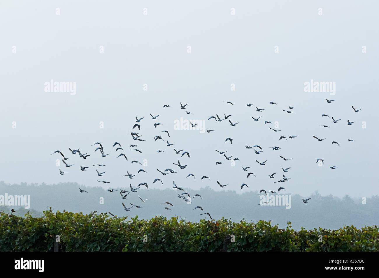 Pigeon swarm flies hi-res stock photography and images - Alamy