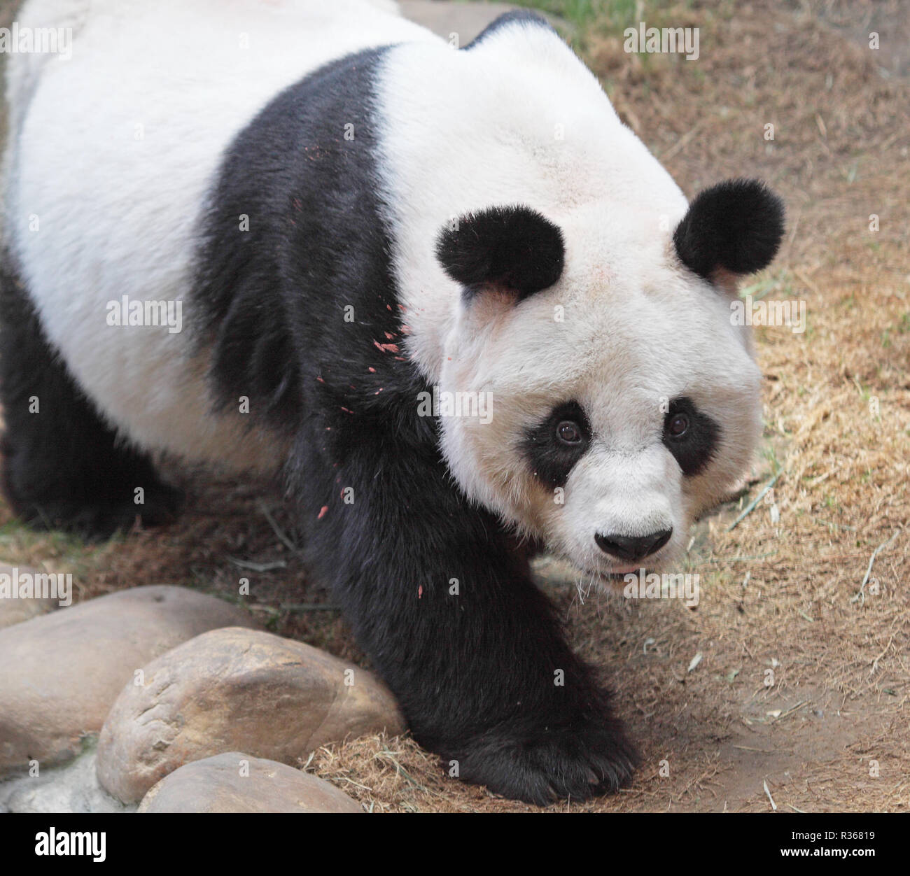 Giant panda model hi-res stock photography and images - Alamy