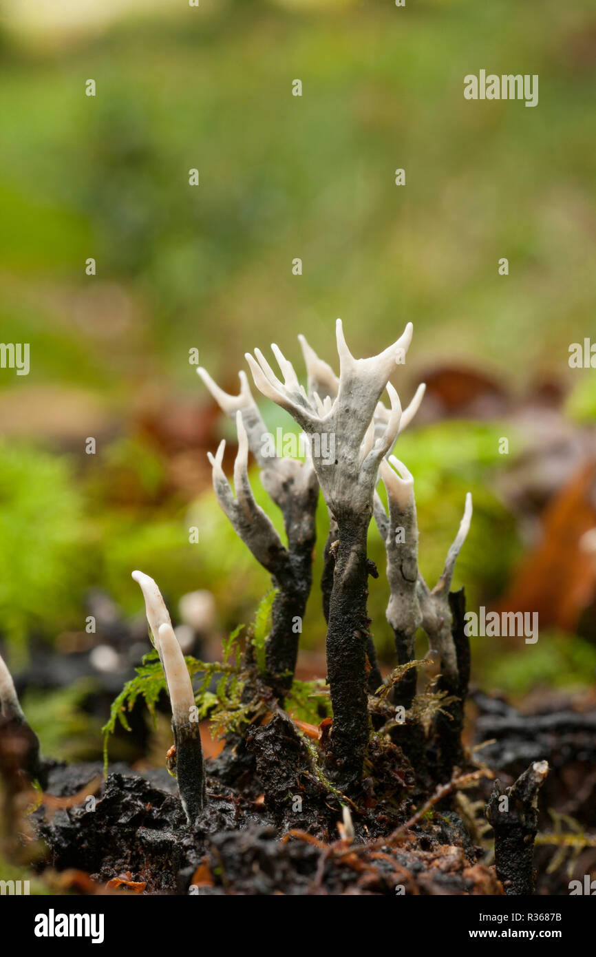 Candlesnuff fungi in hampshire hi-res stock photography and images - Alamy