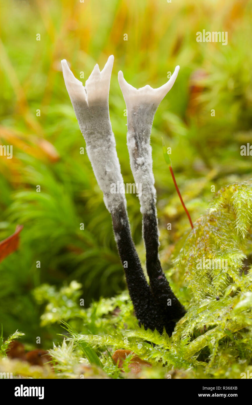 Candlesnuff fungus, also known as Stag’s Horn fungus, Xylaria hypoxylon ...