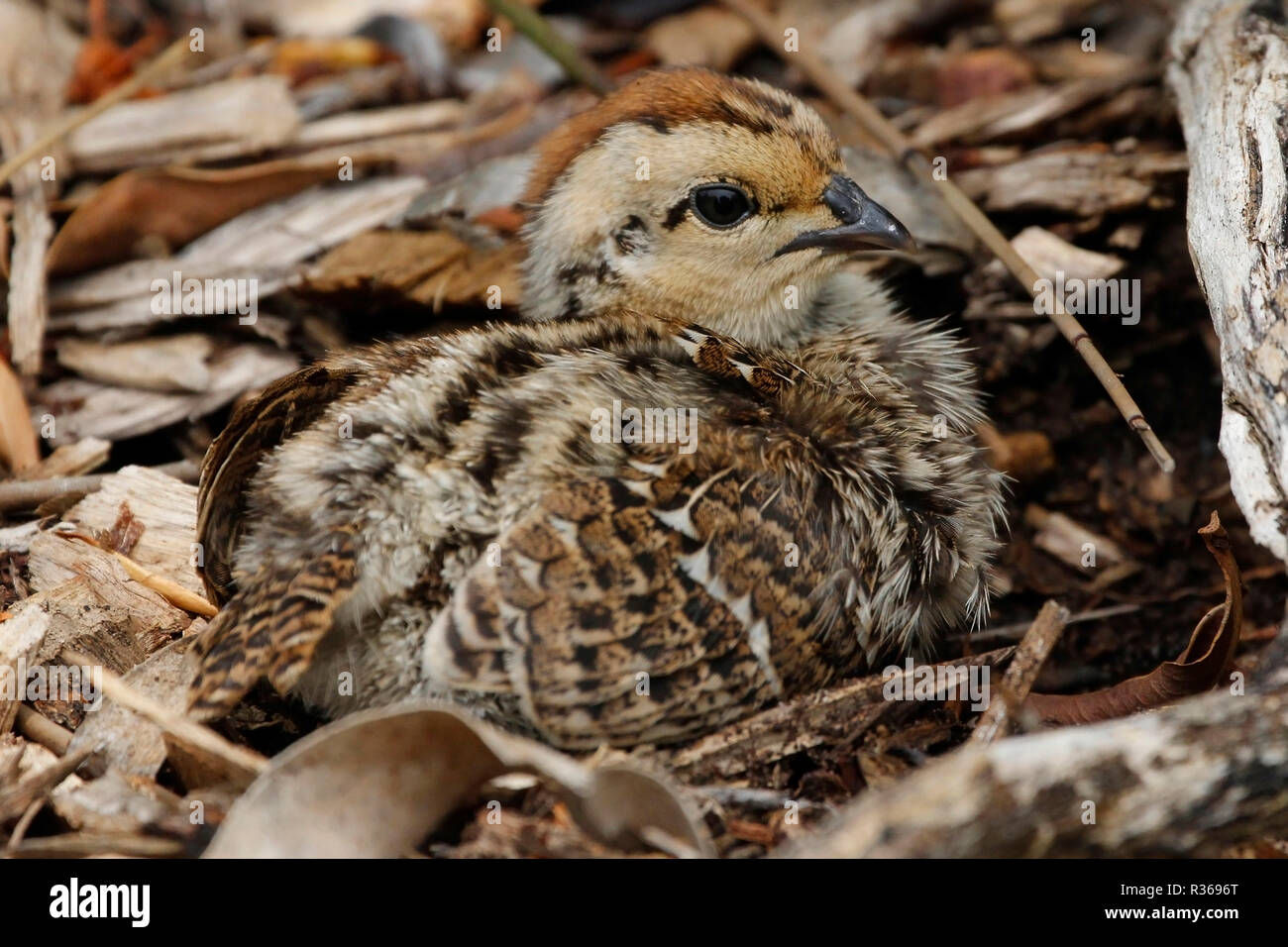 South africa cape spurfowl francolin hi-res stock photography and ...