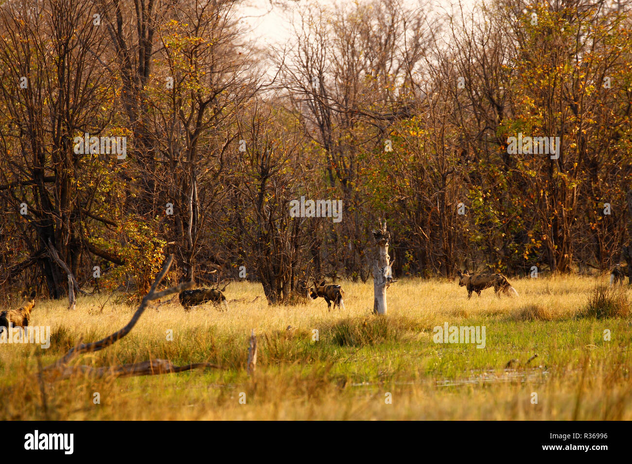 African Wild dogs hunting Stock Photo - Alamy