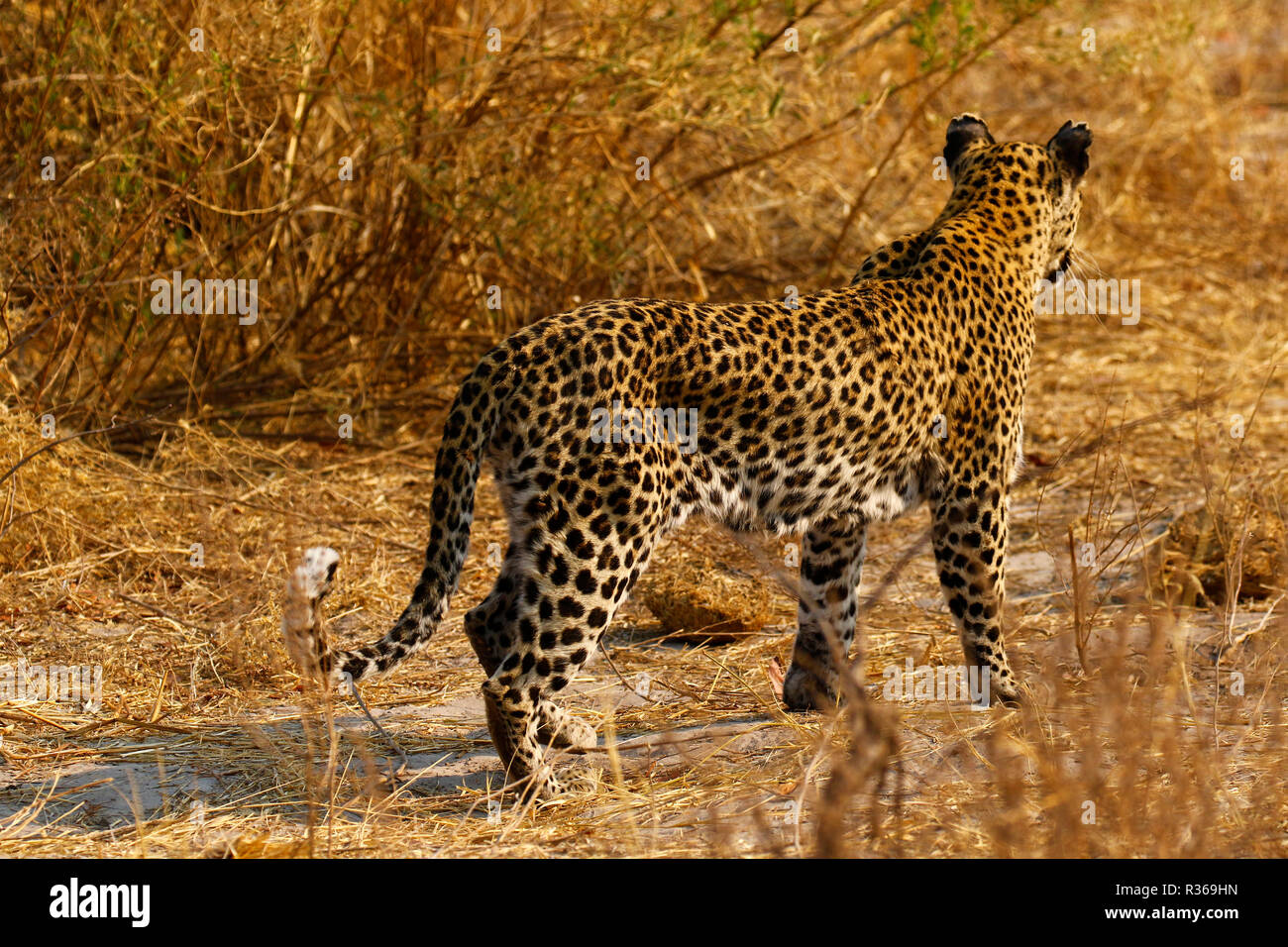 African Leopard one of the Big Five Stock Photo - Alamy