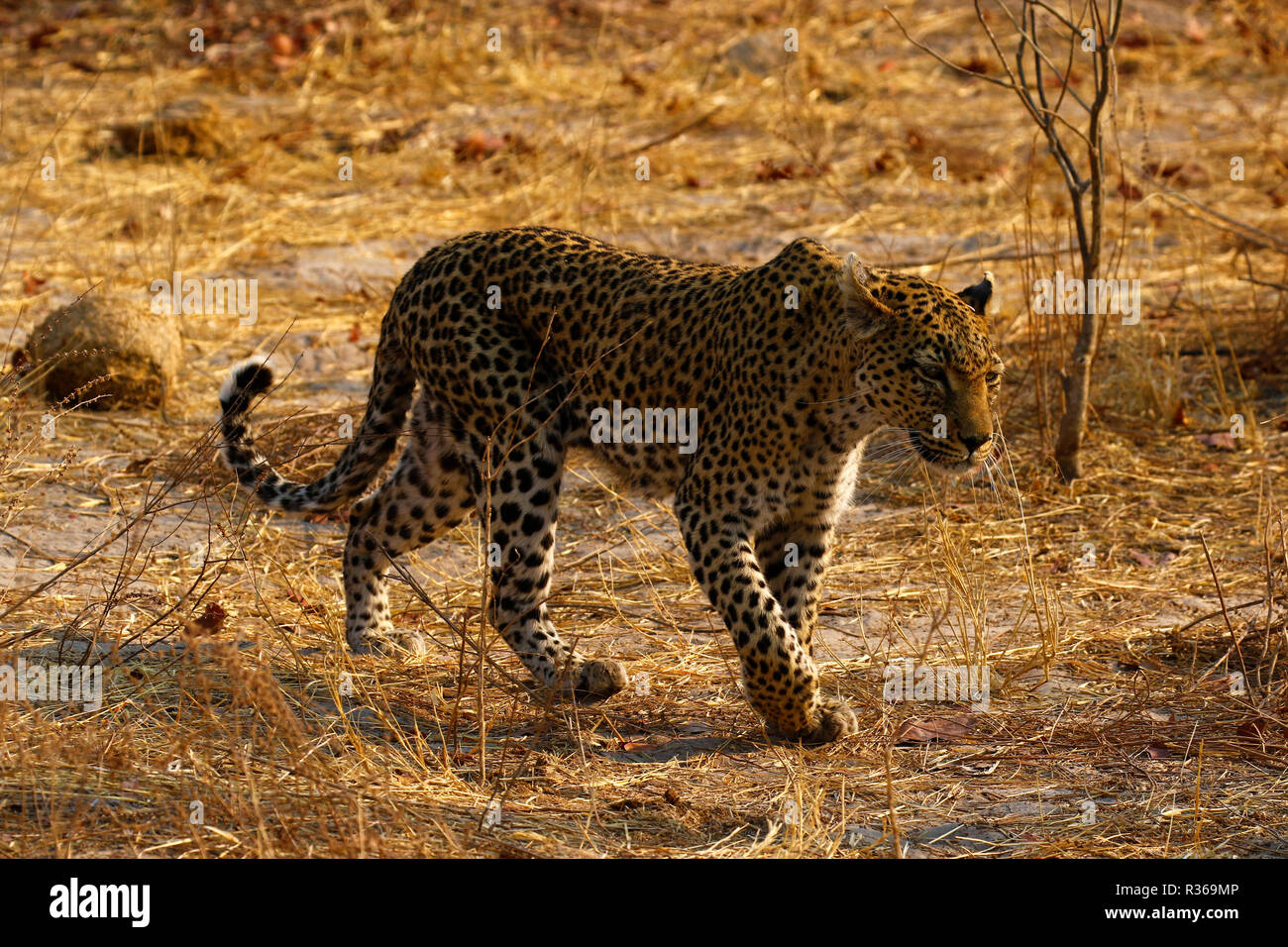 African Leopard one of the Big Five Stock Photo - Alamy