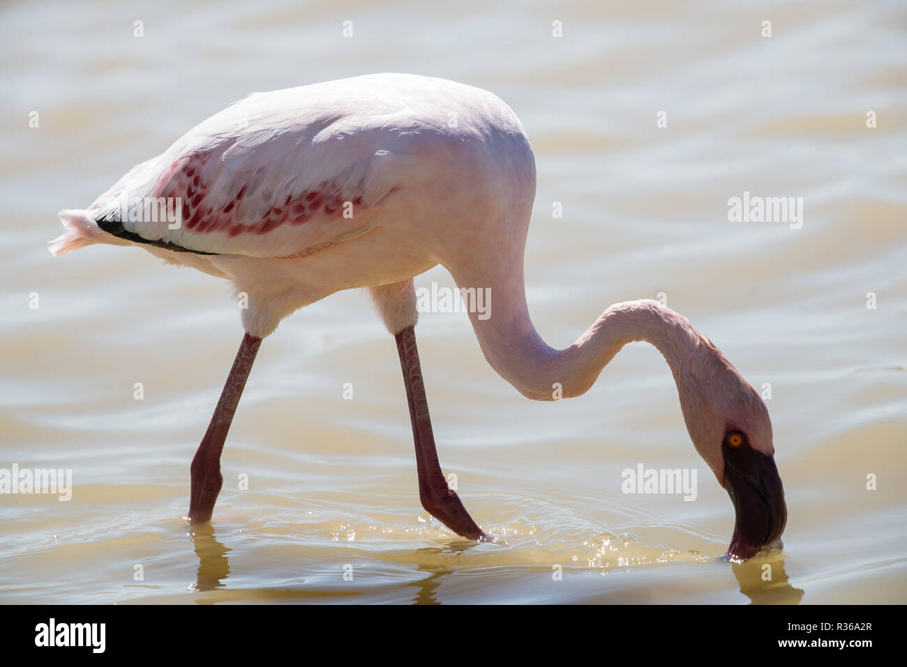Etosha national park flamingo hi-res stock photography and images - Alamy