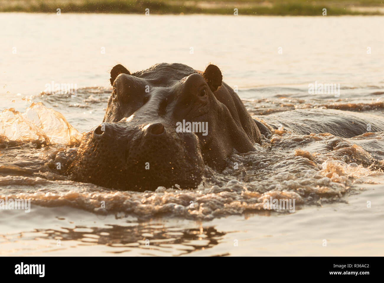 Hippopotamus Hippo Safari Busanga Plains Kafue National park Zambia ...