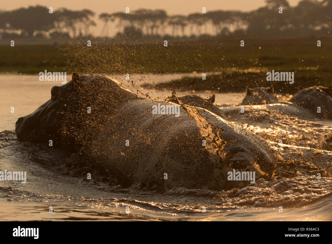 Hippopotamus Hippo Safari Busanga Plains Kafue National park Zambia ...