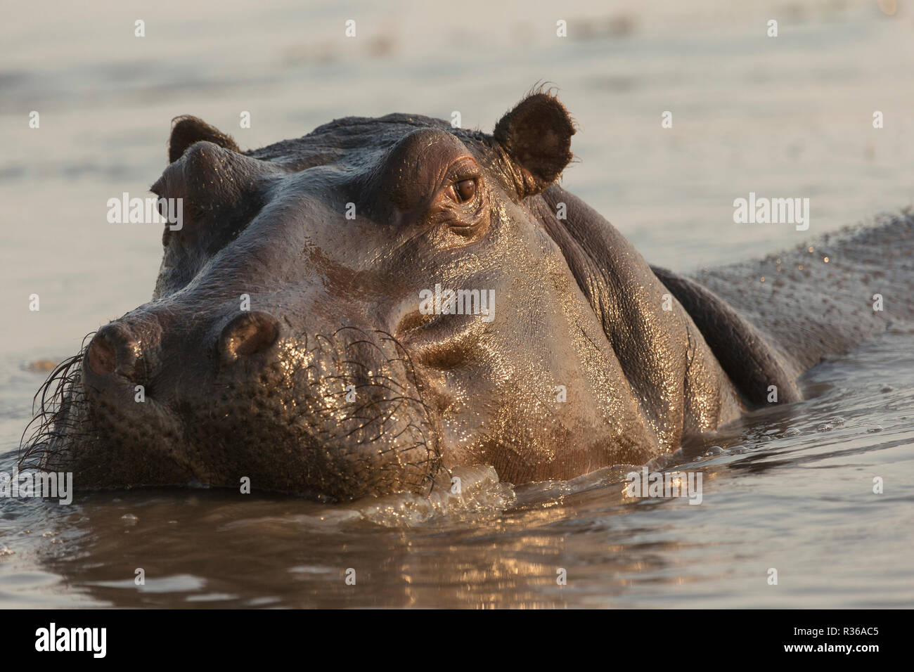 Hippopotamus Hippo Safari Busanga Plains Kafue National park Zambia ...
