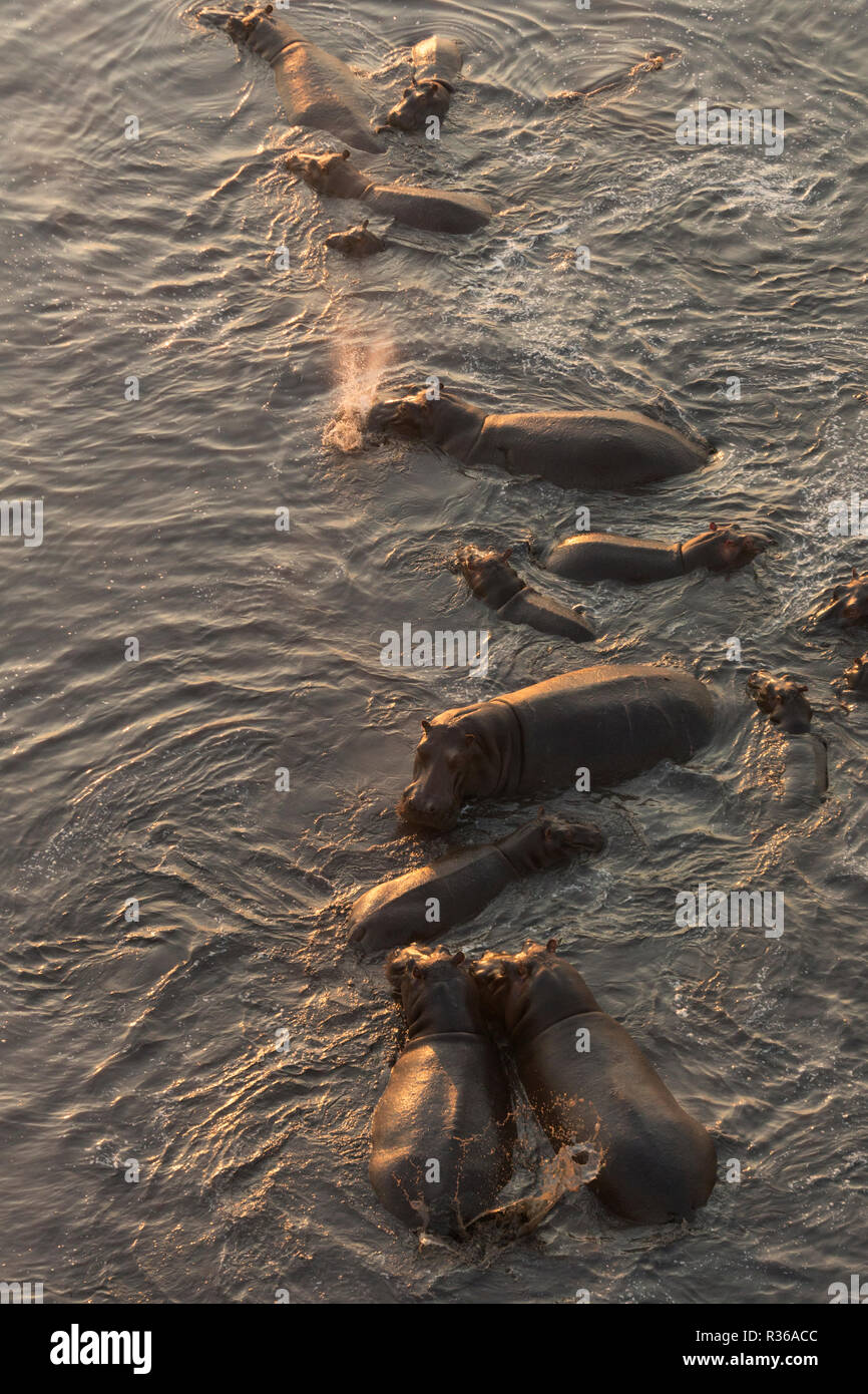 Hippopotamus Hippo Safari Busanga Plains Kafue National park Zambia ...