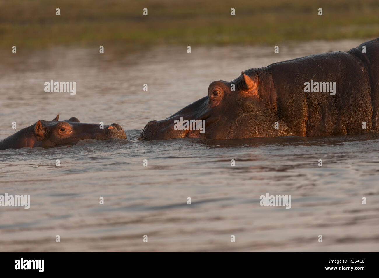 Hippopotamus Hippo Safari Busanga Plains Kafue National park Zambia ...