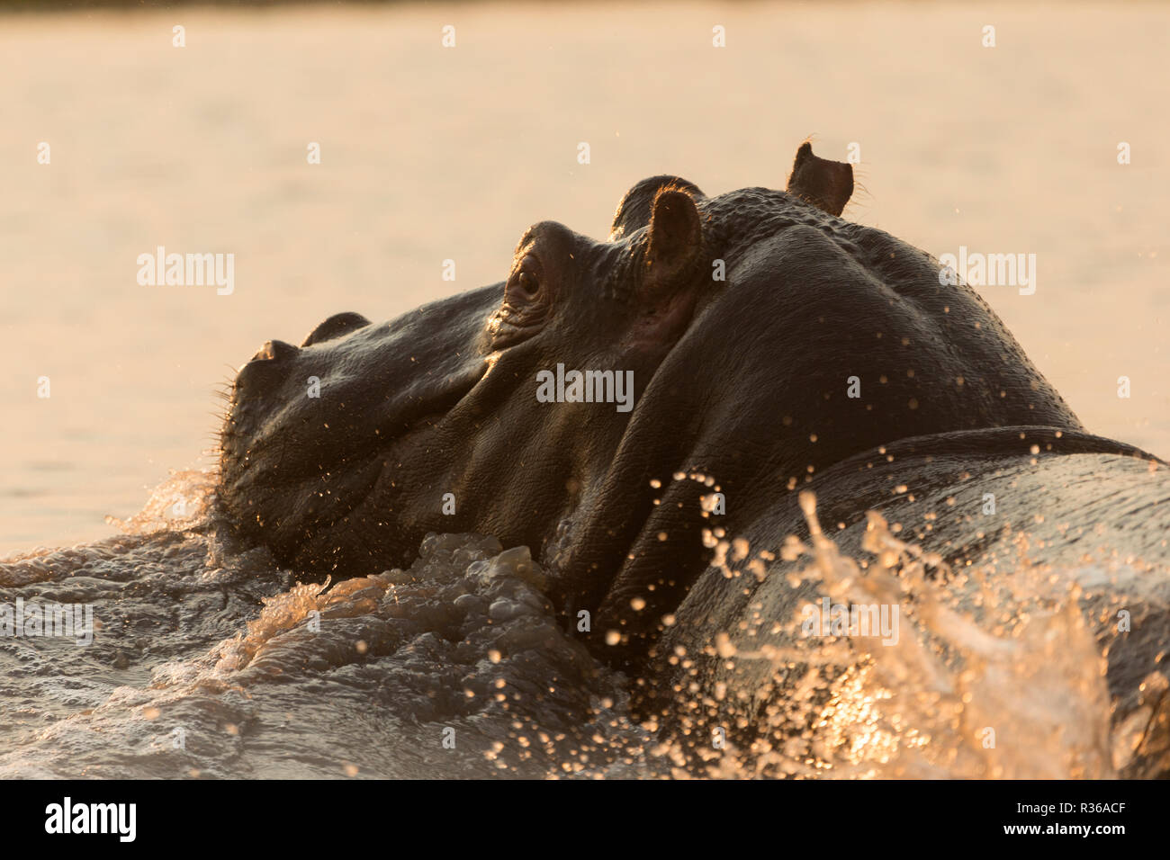 Hippopotamus Hippo Safari Busanga Plains Kafue National park Zambia ...
