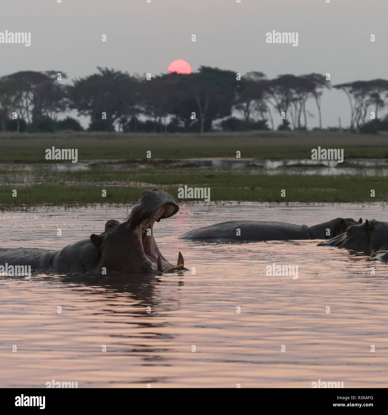 Hippopotamus Hippo Safari Busanga Plains Kafue National park Zambia ...