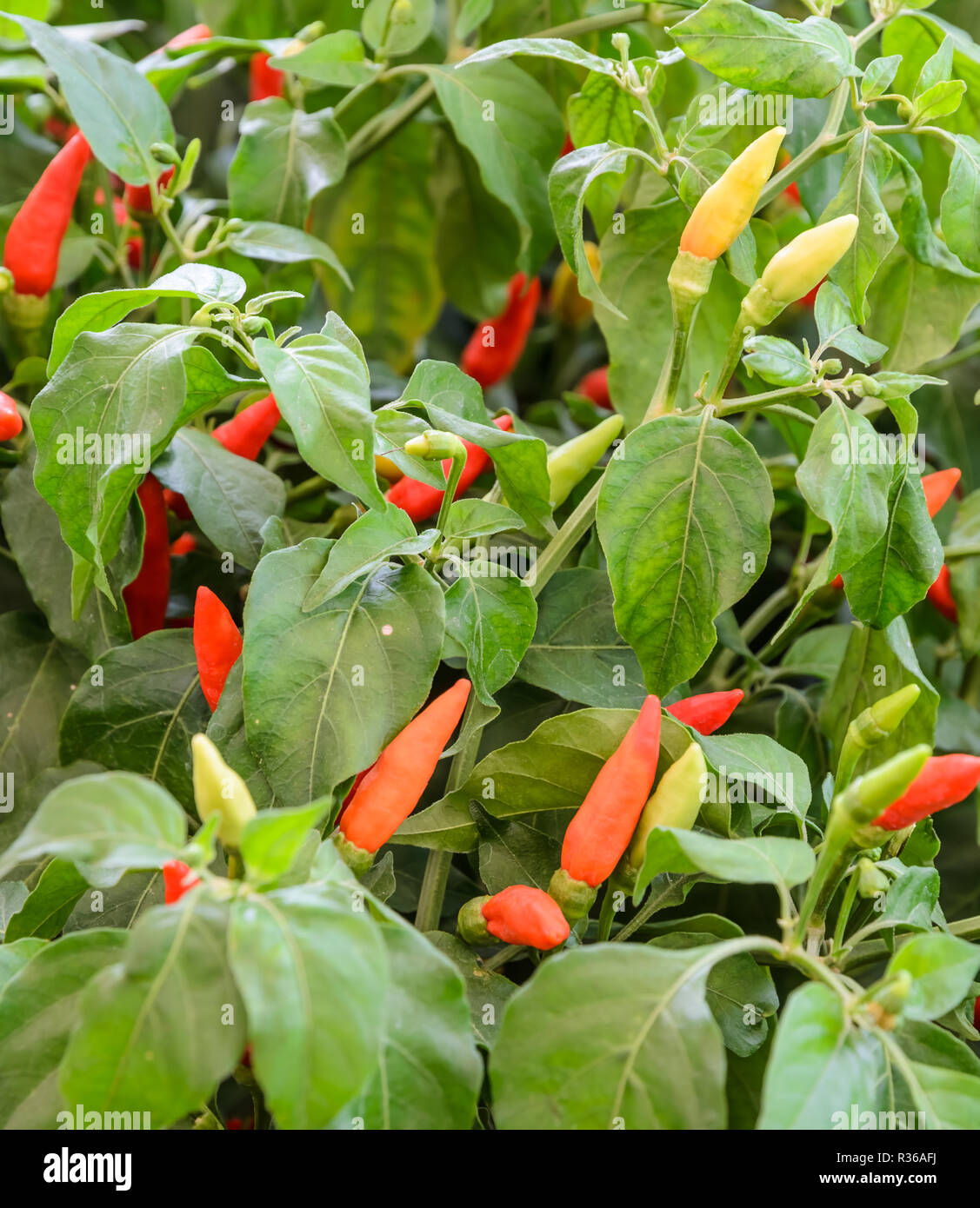Bird's eye chili shrub hi-res stock photography and images - Alamy