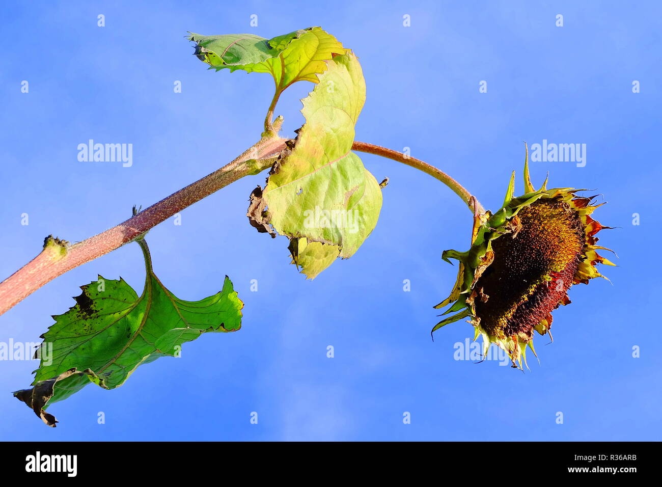 Decayed sunflower hi-res stock photography and images - Alamy