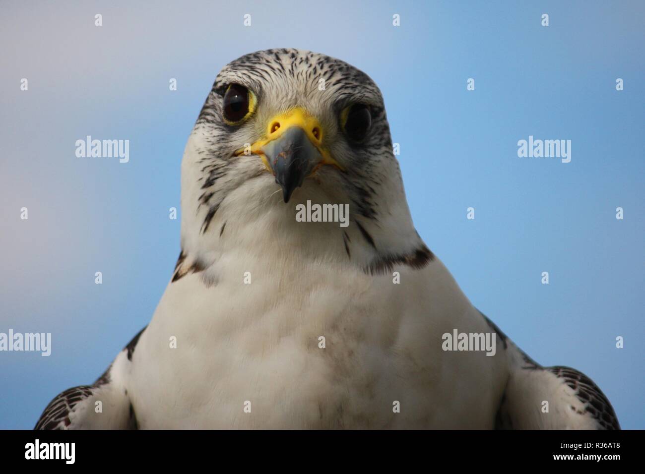 African crowned hawk eagle hi-res stock photography and images - Alamy