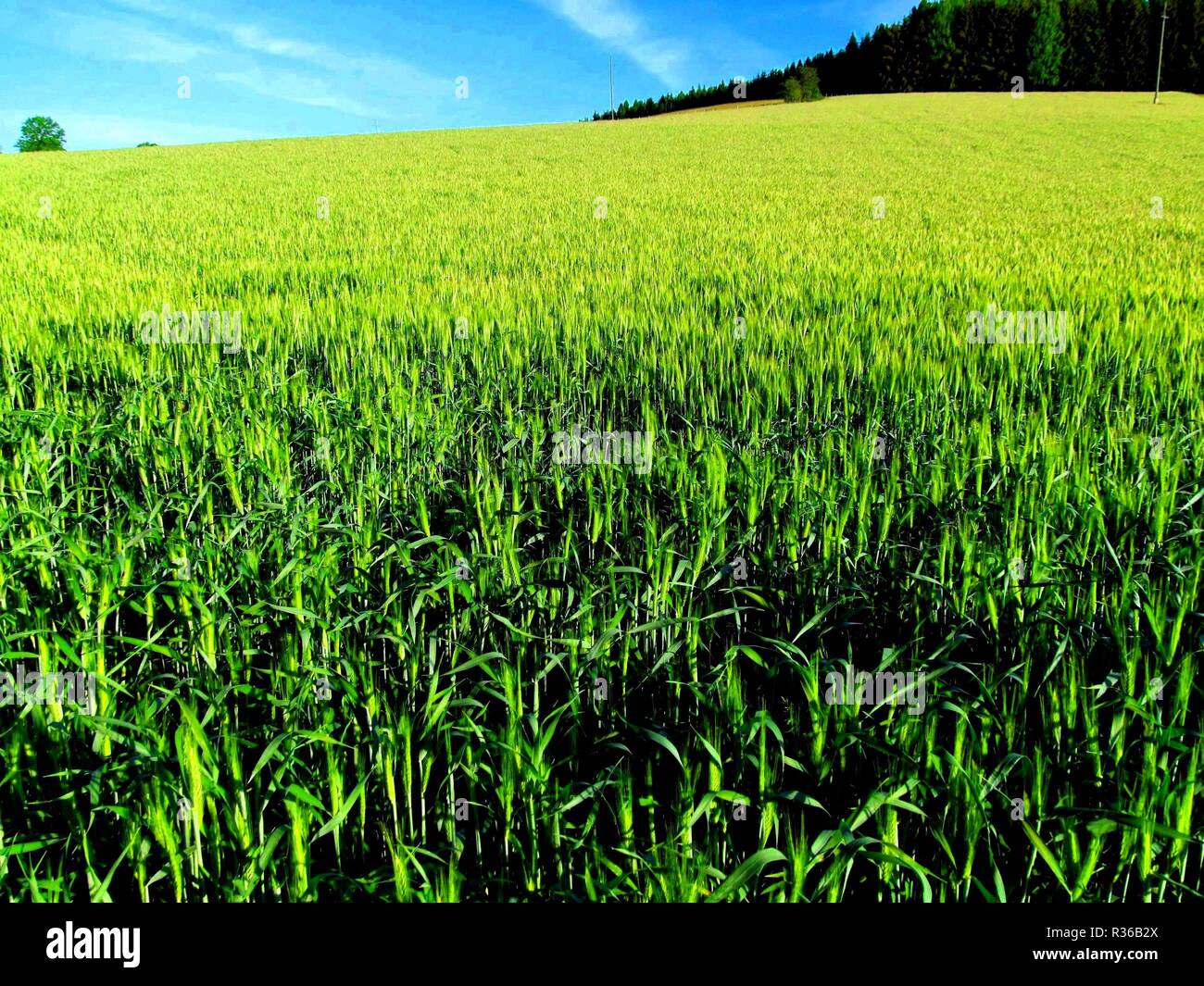 triticale triticosecale cereal field Stock Photo - Alamy