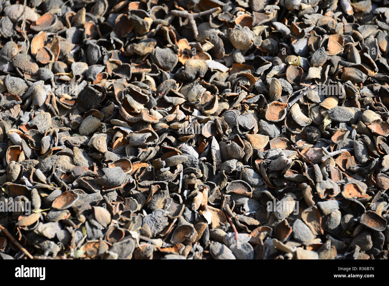 almond shells in spain Stock Photo - Alamy