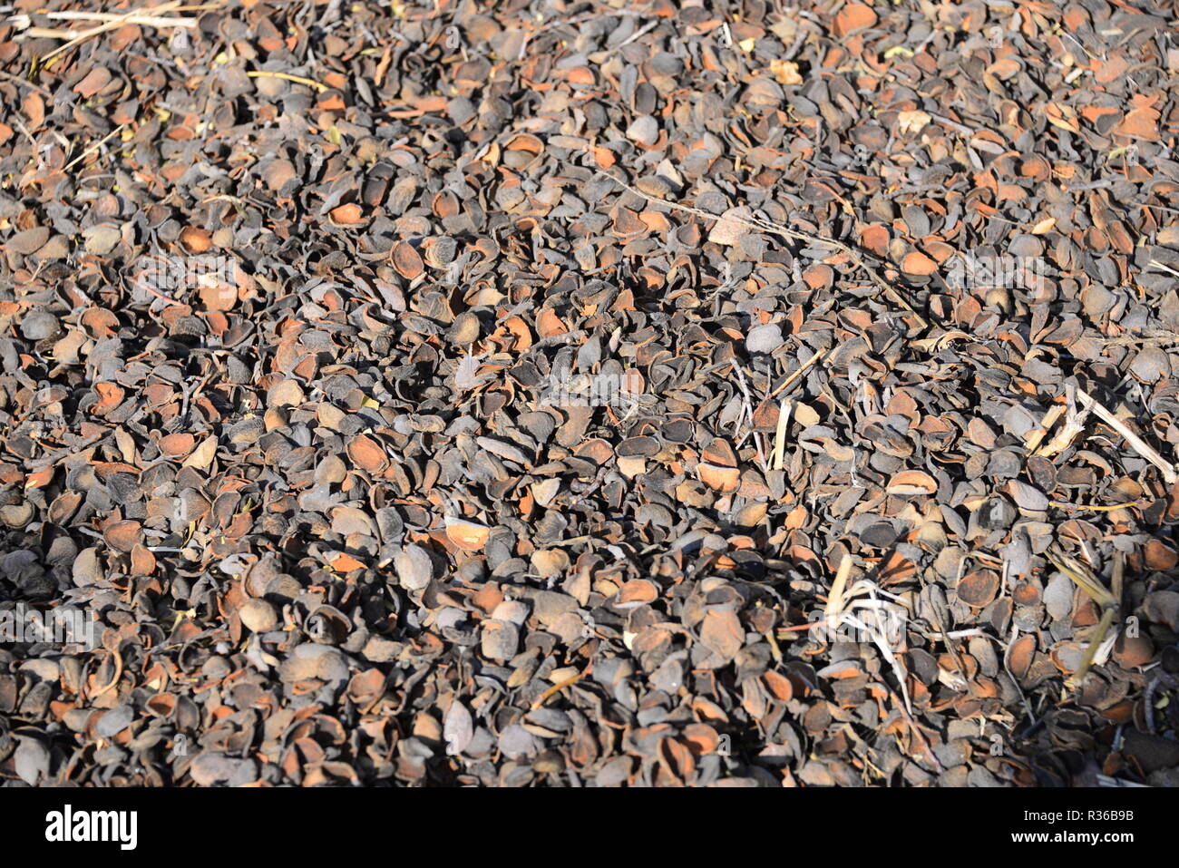 almond shells in spain Stock Photo - Alamy