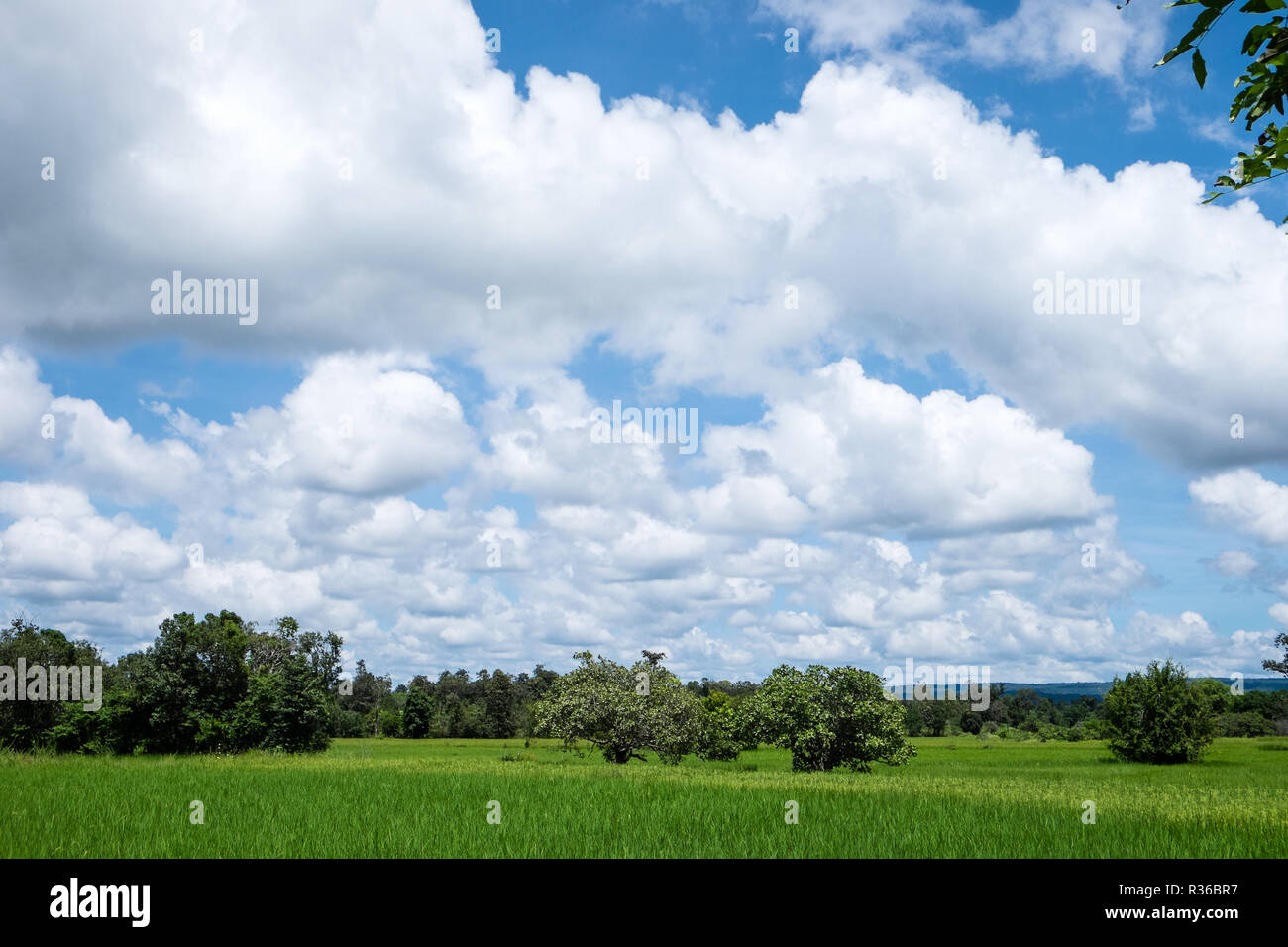 rice field asia Stock Photo - Alamy