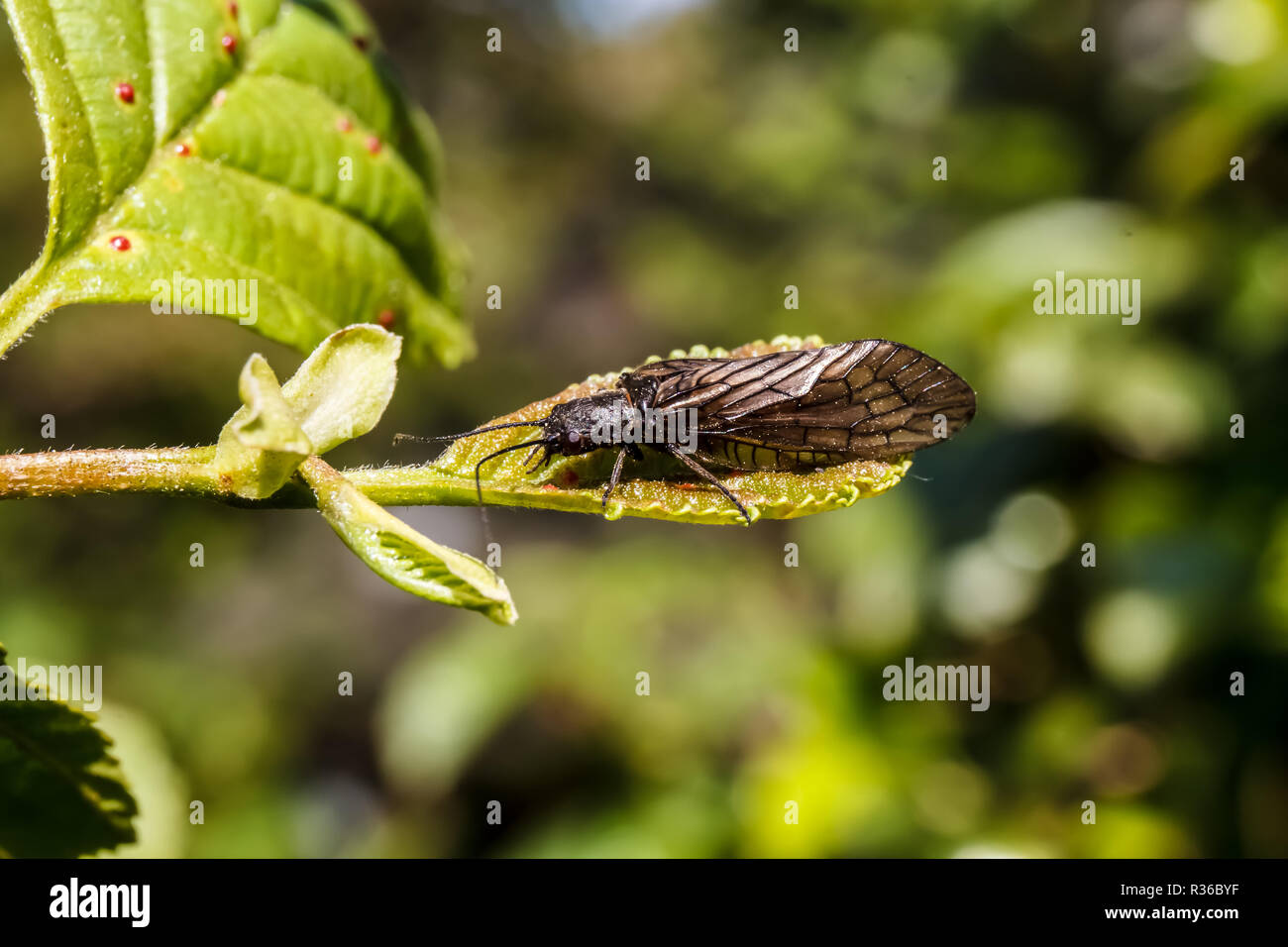 Wasserflorfliege hi-res stock photography and images - Alamy