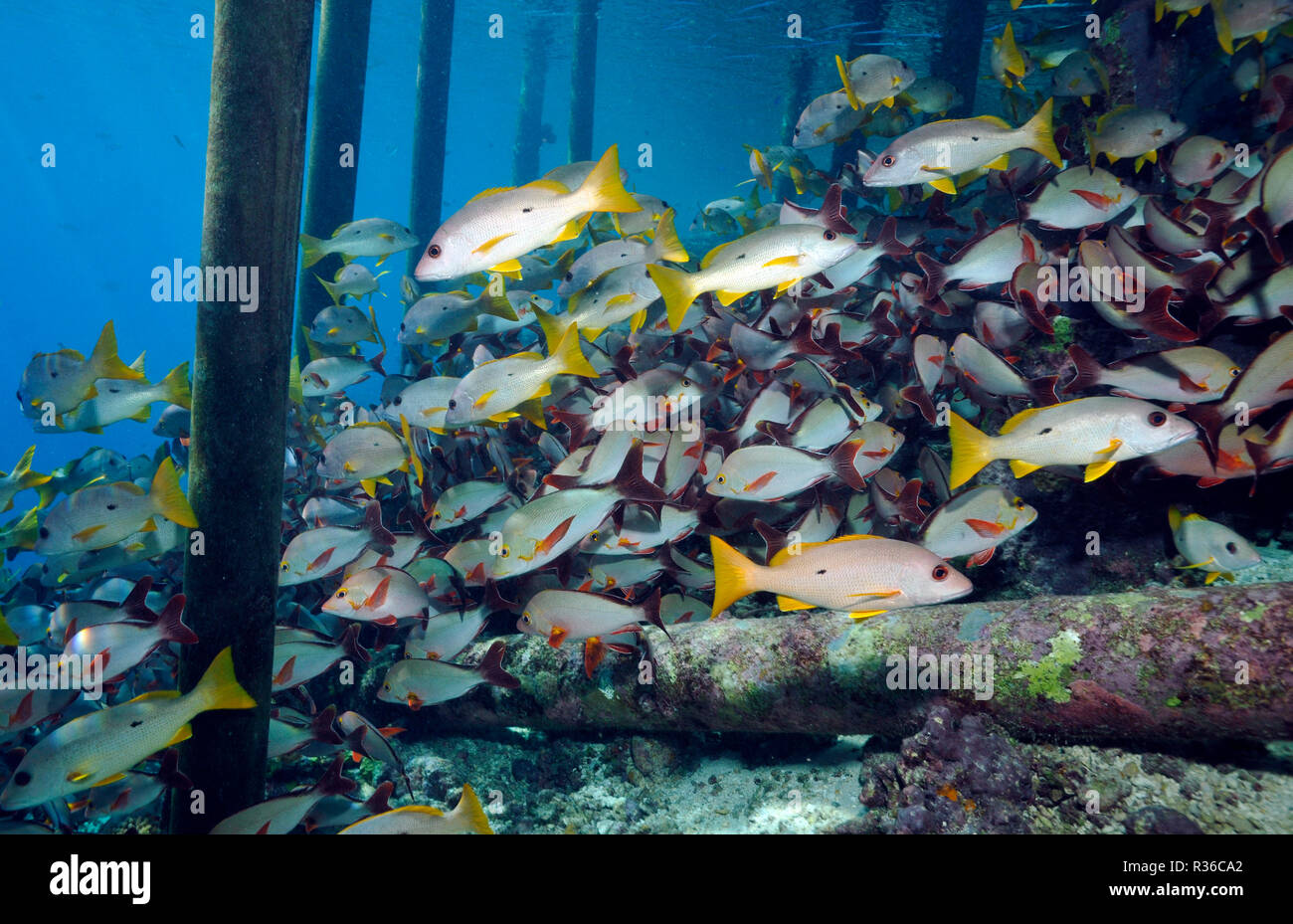 fish at jetty Stock Photo - Alamy