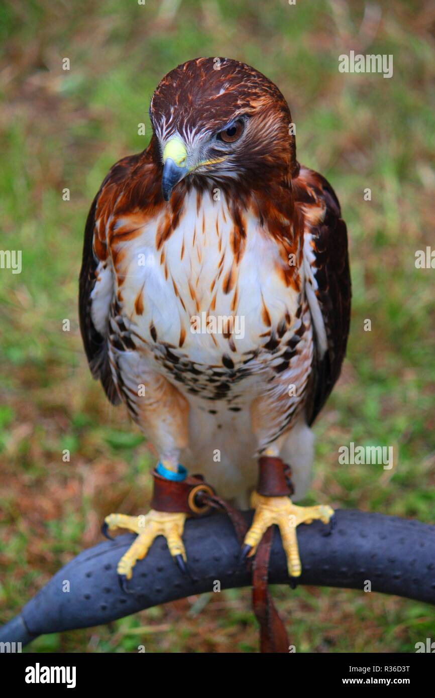 Crowned hawk eagle hi-res stock photography and images - Alamy
