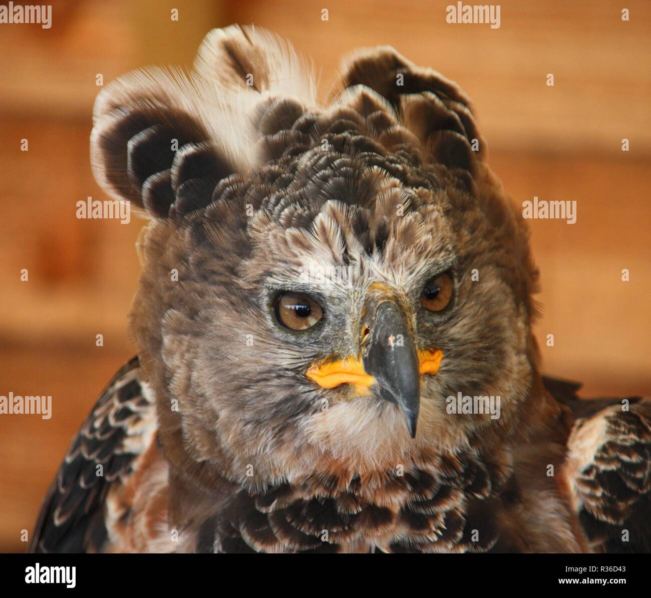 African crowned hawk eagle hi-res stock photography and images - Alamy