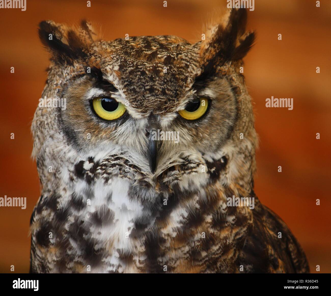 African crowned hawk eagle hi-res stock photography and images - Alamy