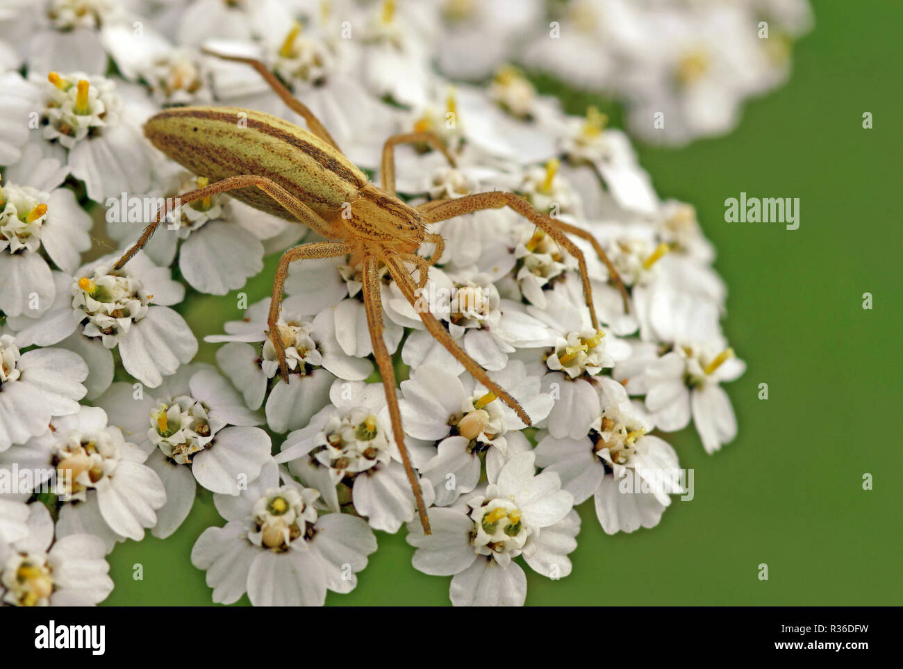 running spider tibellus oblongus Stock Photo - Alamy
