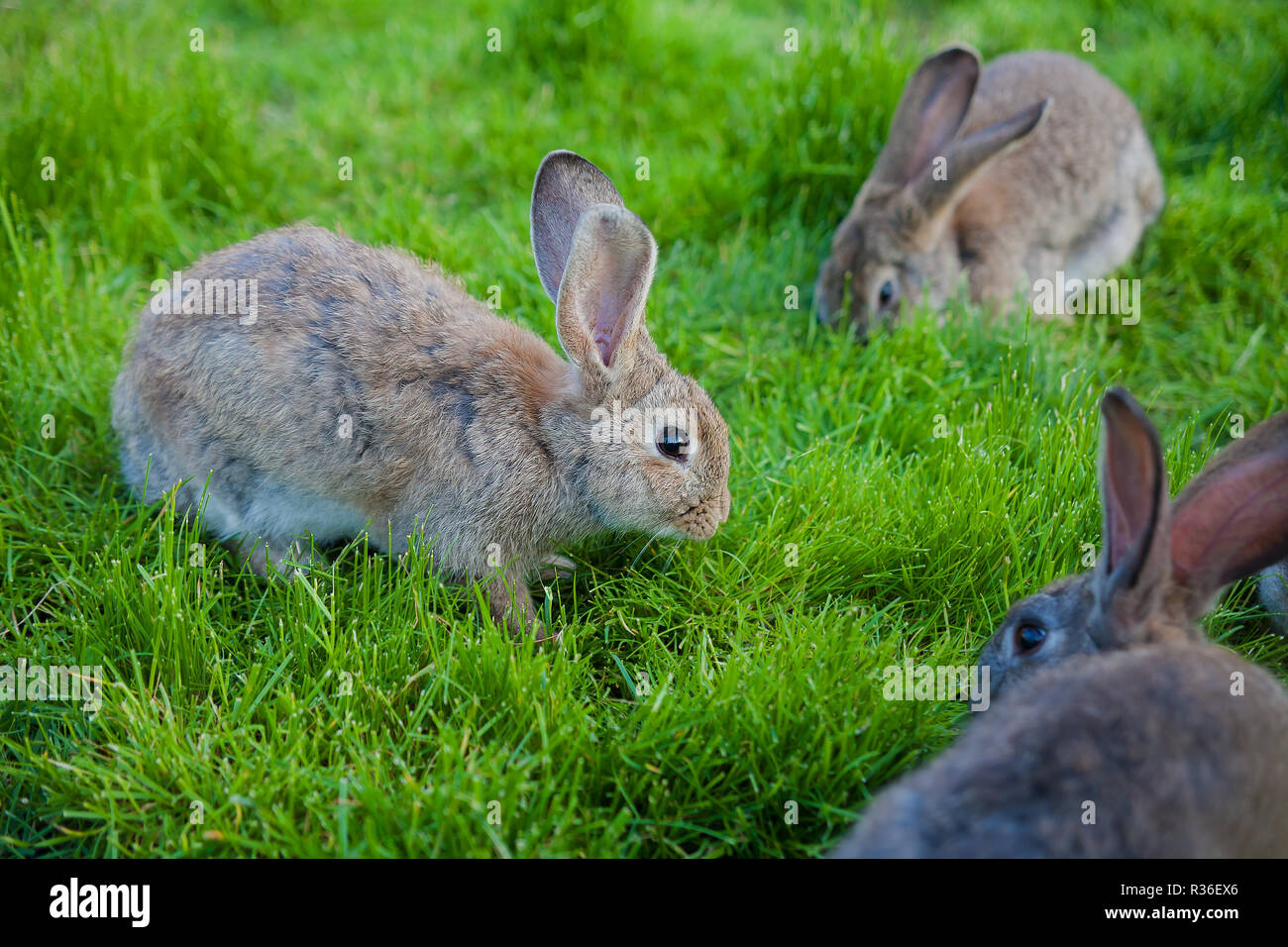 Rabbits eat grass in hi-res stock photography and images - Alamy