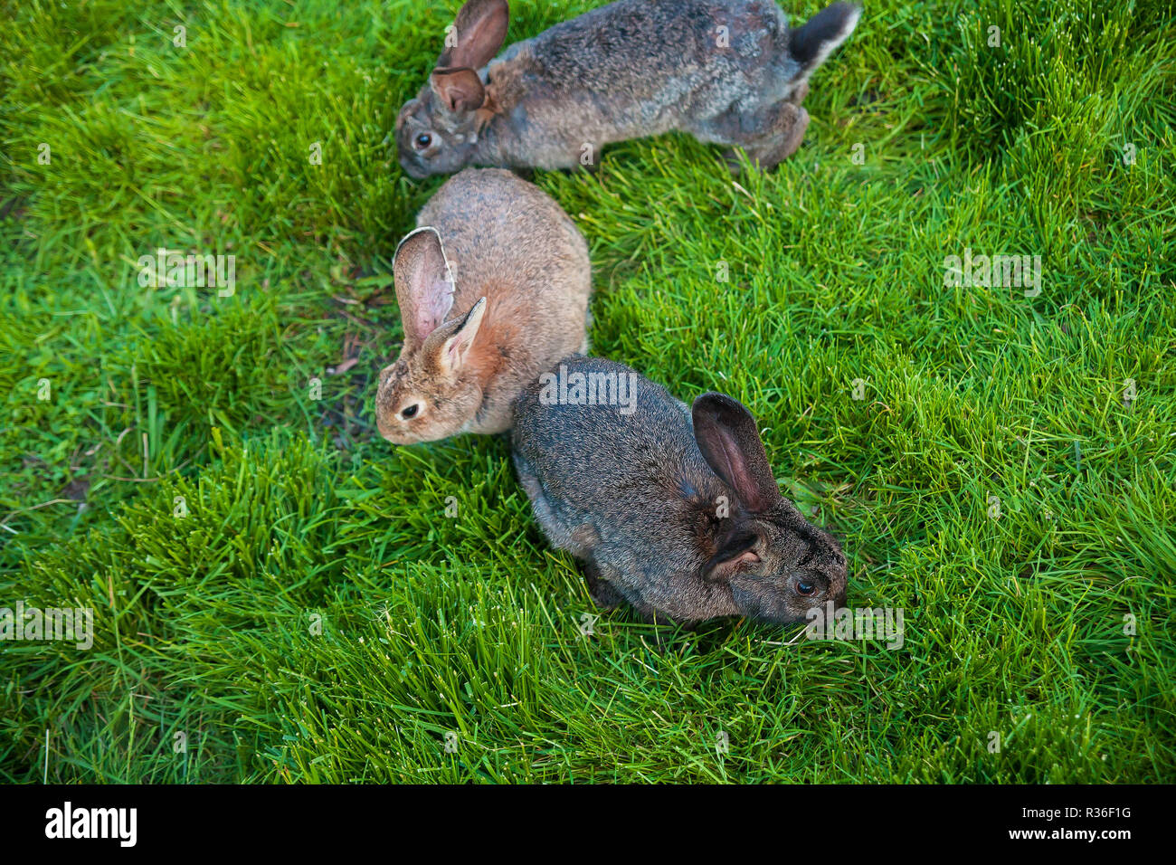 rabbits eat grass in a green garden Stock Photo - Alamy