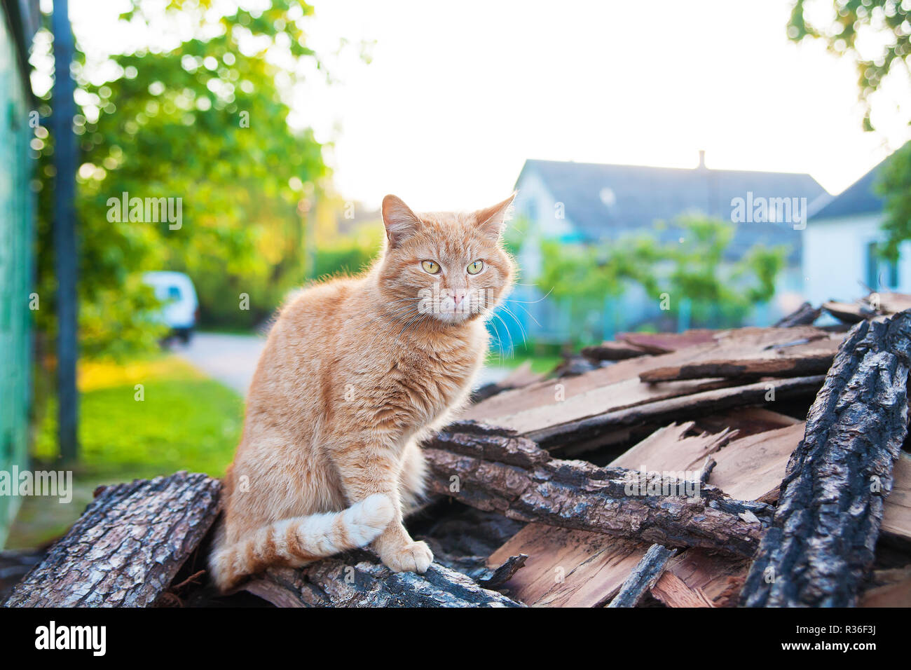 red-haired cat sitting on a summer wood Stock Photo - Alamy