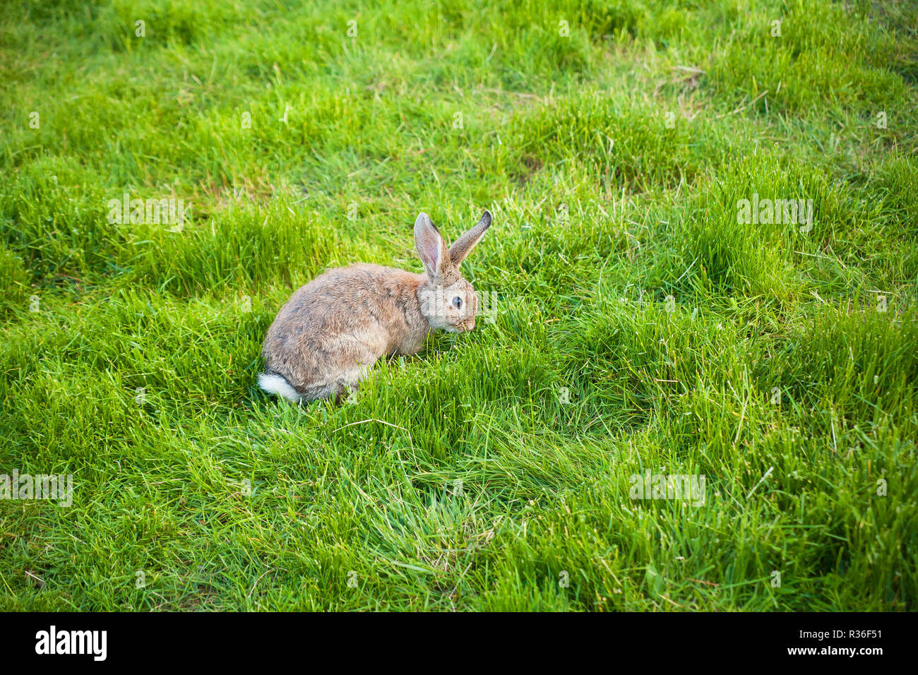 Stray rabbit hi-res stock photography and images - Alamy