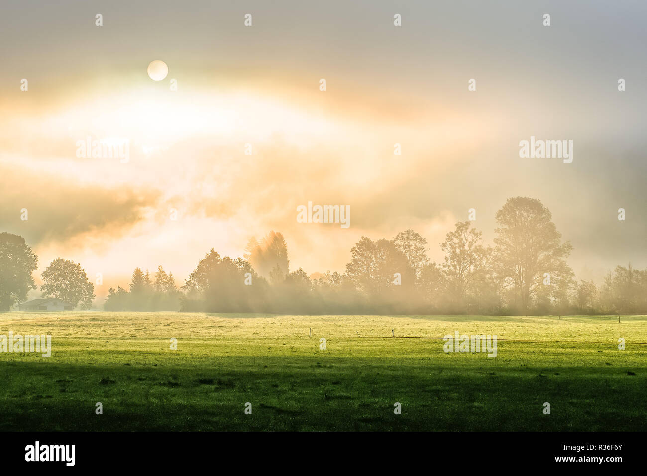 Morning mood in the nature reserve Schwemm in Walchsee moor swamp Stock ...