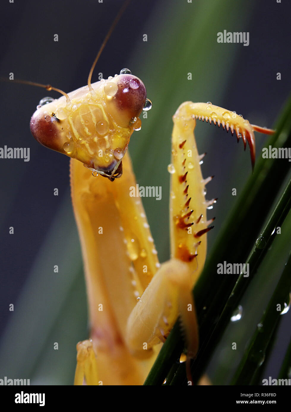 hierodula venosa mantis Stock Photo - Alamy