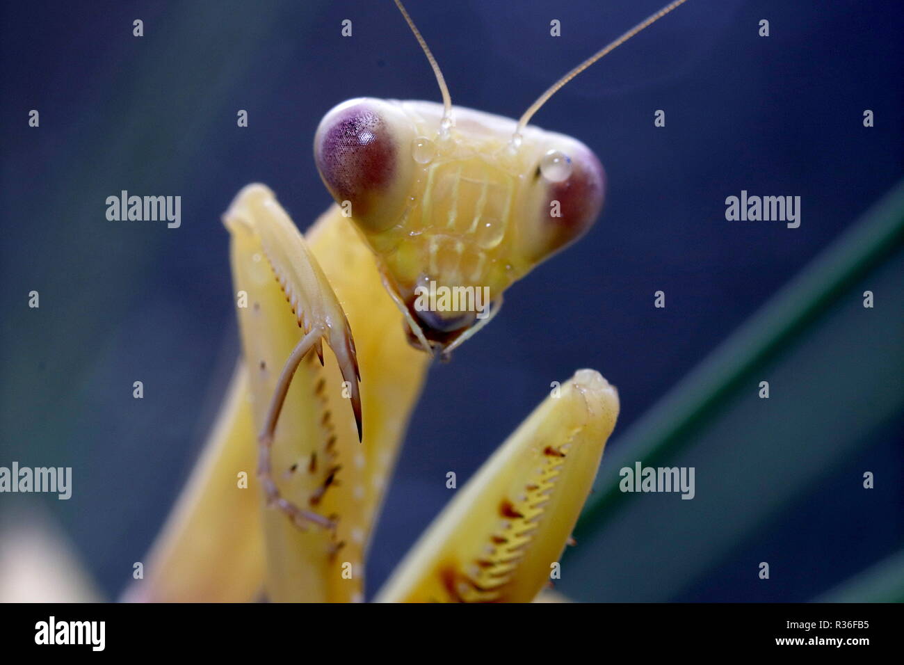 Hierodulavenosa hi-res stock photography and images - Alamy